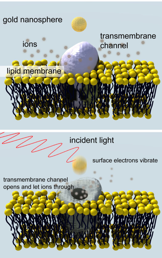 Augmented neurons for brain machine interfaces - Next Generation Neurons